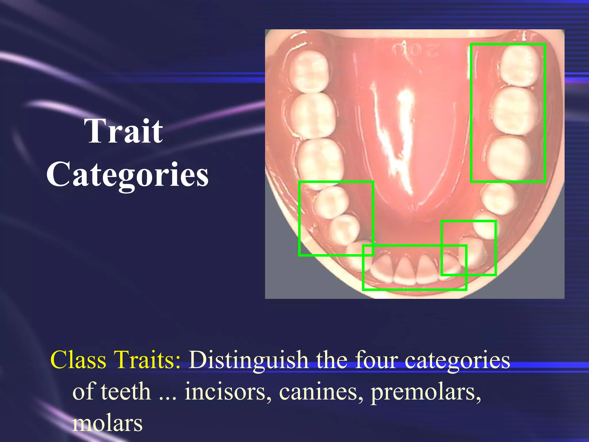 Tooth Morphology Basics | PPT