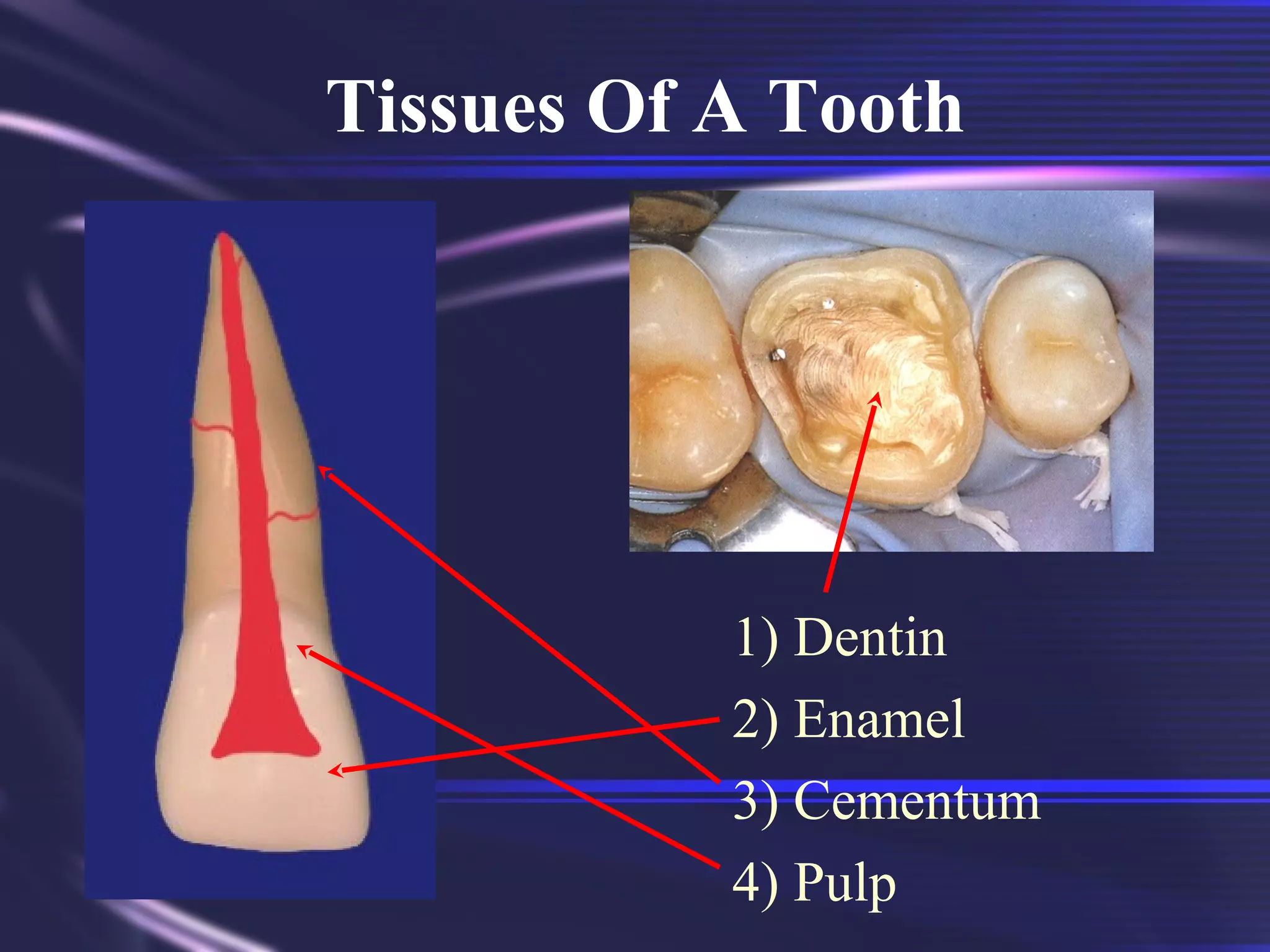 Tooth Morphology Basics | PPT