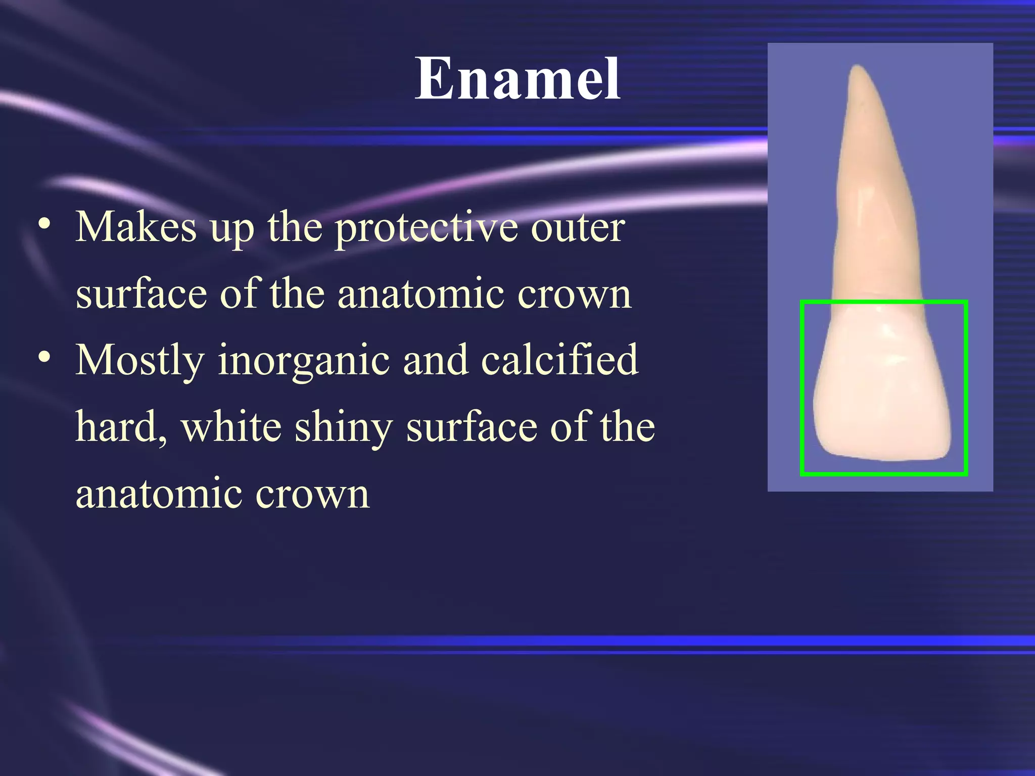 Tooth Morphology Basics | PPT
