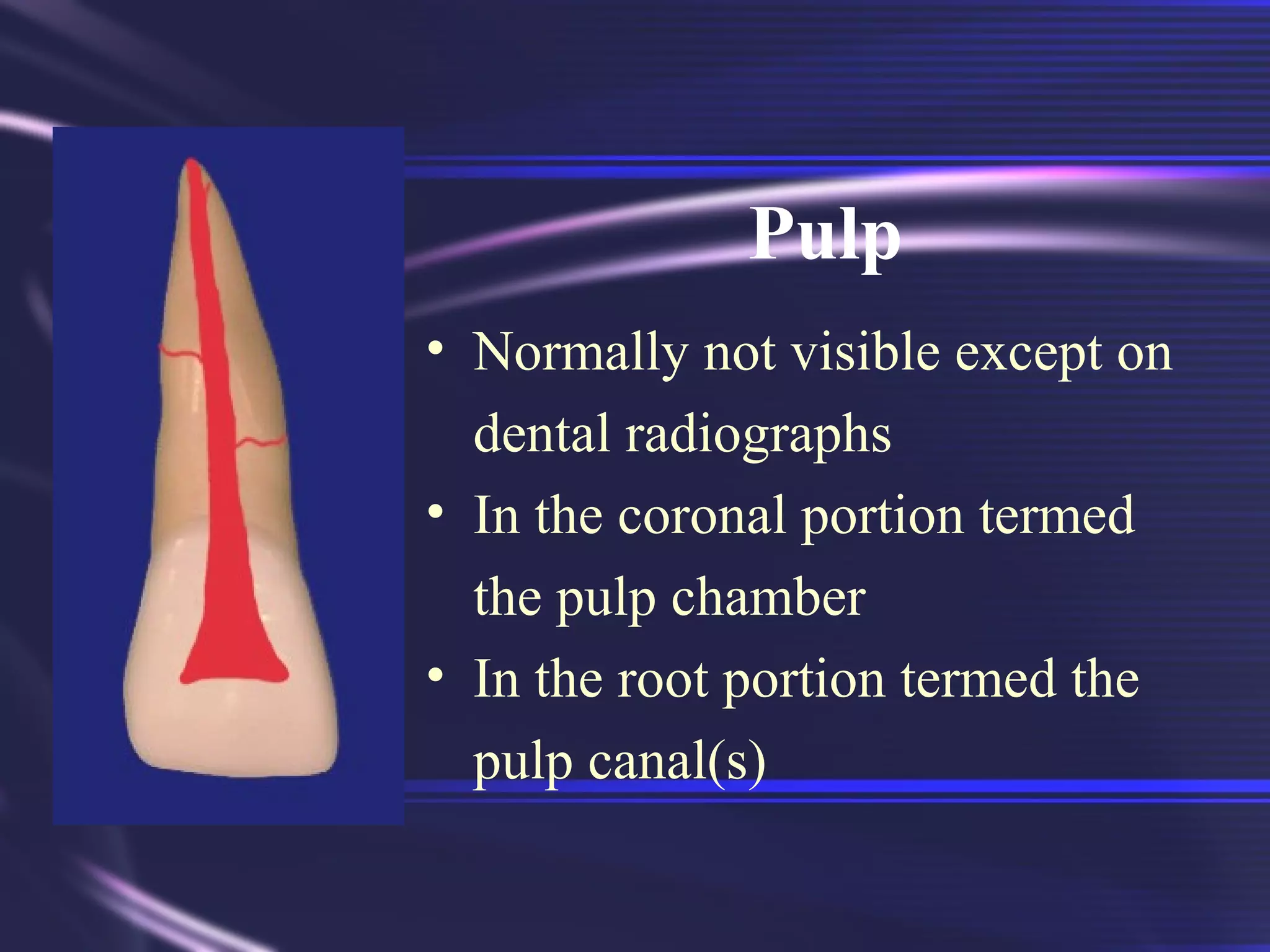 Tooth Morphology Basics | PPT