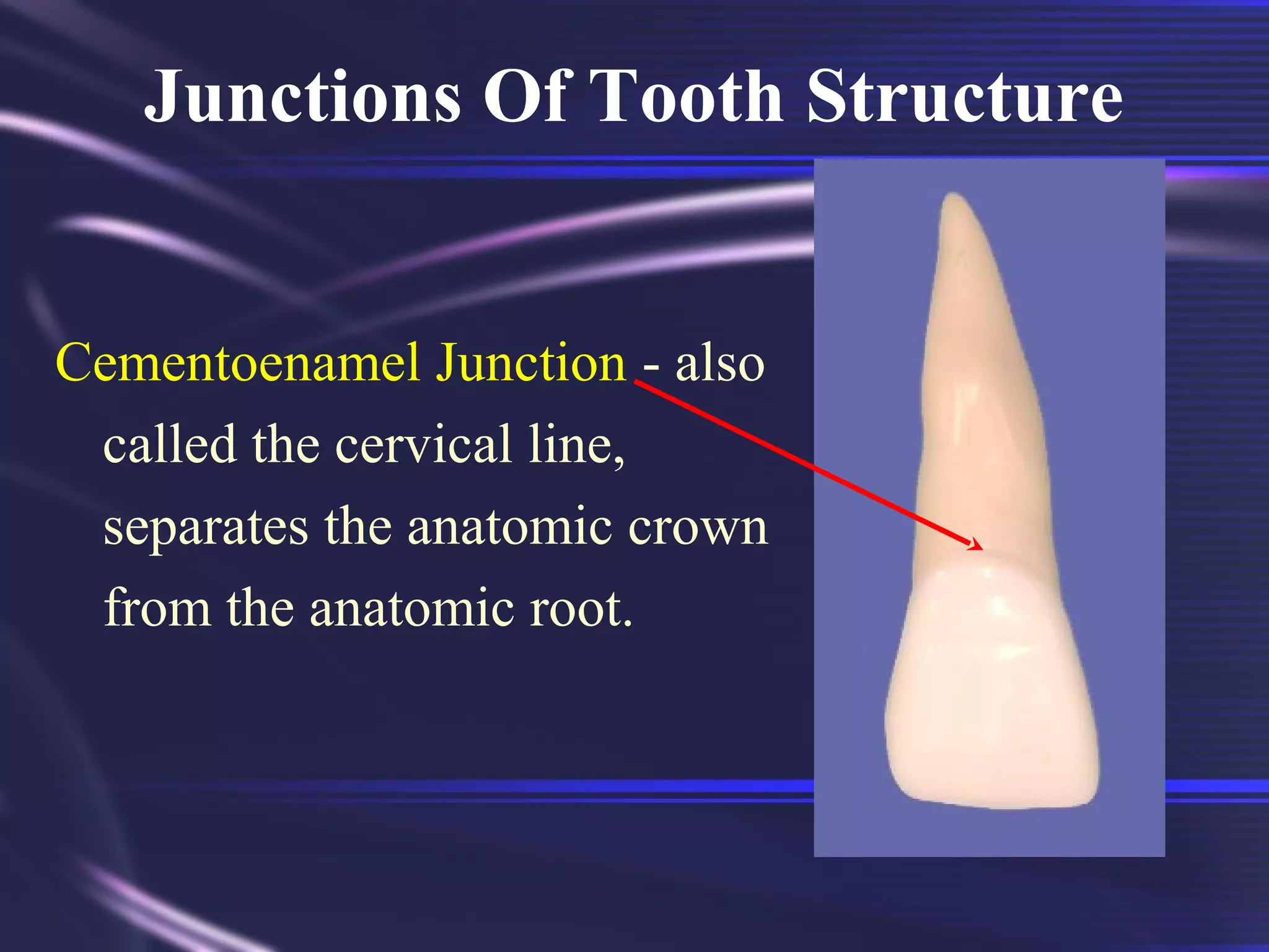 Tooth Morphology Basics | PPT