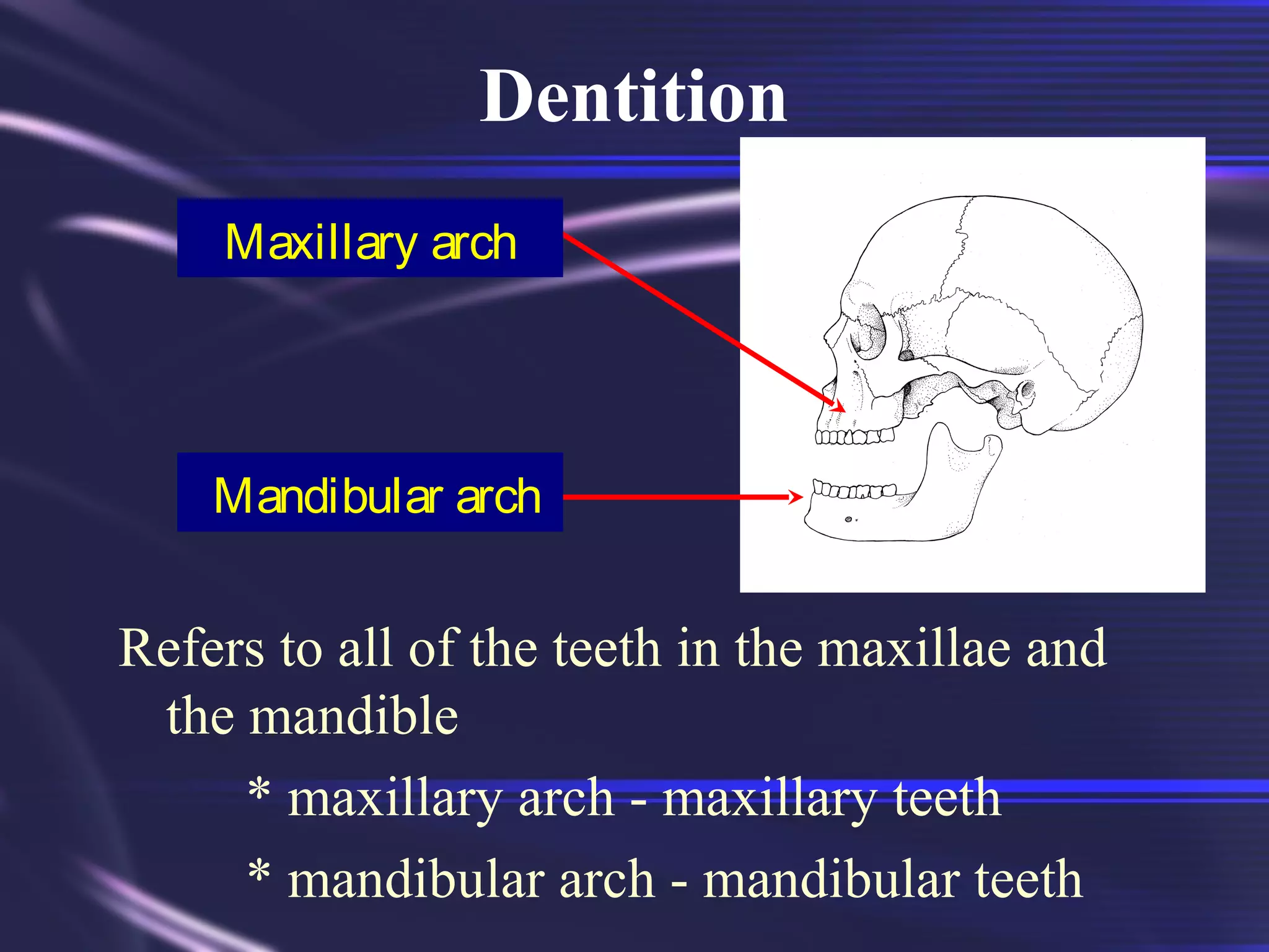 Tooth Morphology Basics | PPT