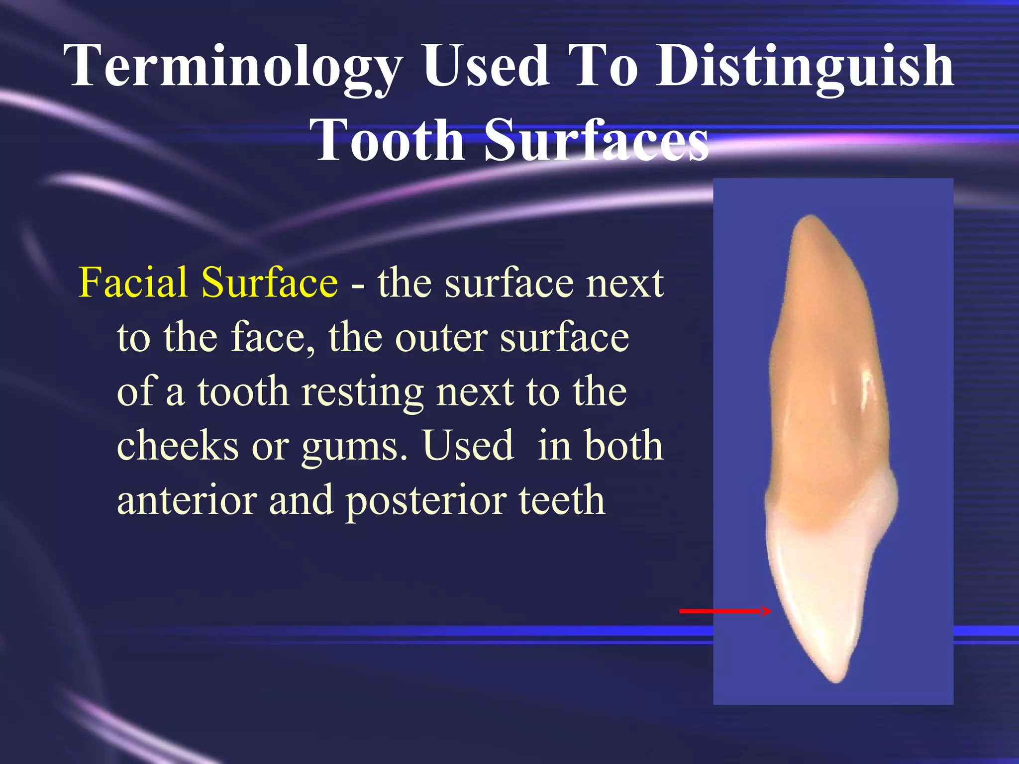 Tooth Morphology Basics | PPT