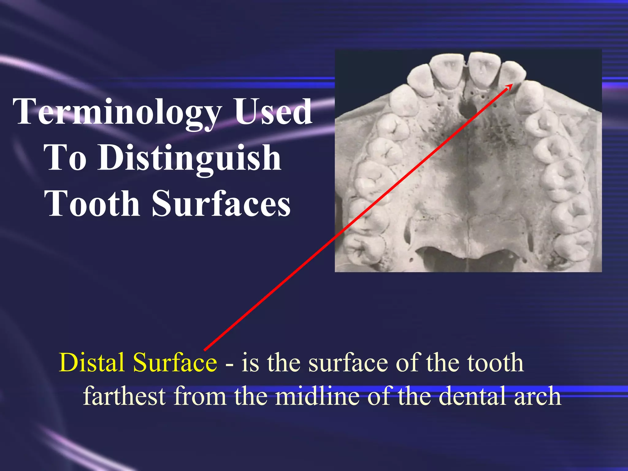Tooth Morphology Basics | PPT