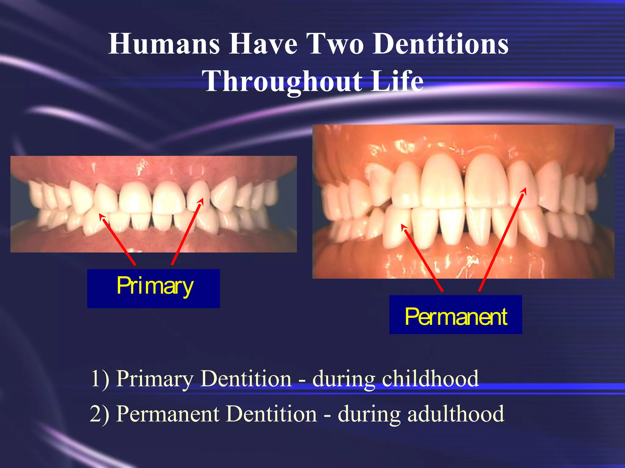 Tooth Morphology Basics | PPT