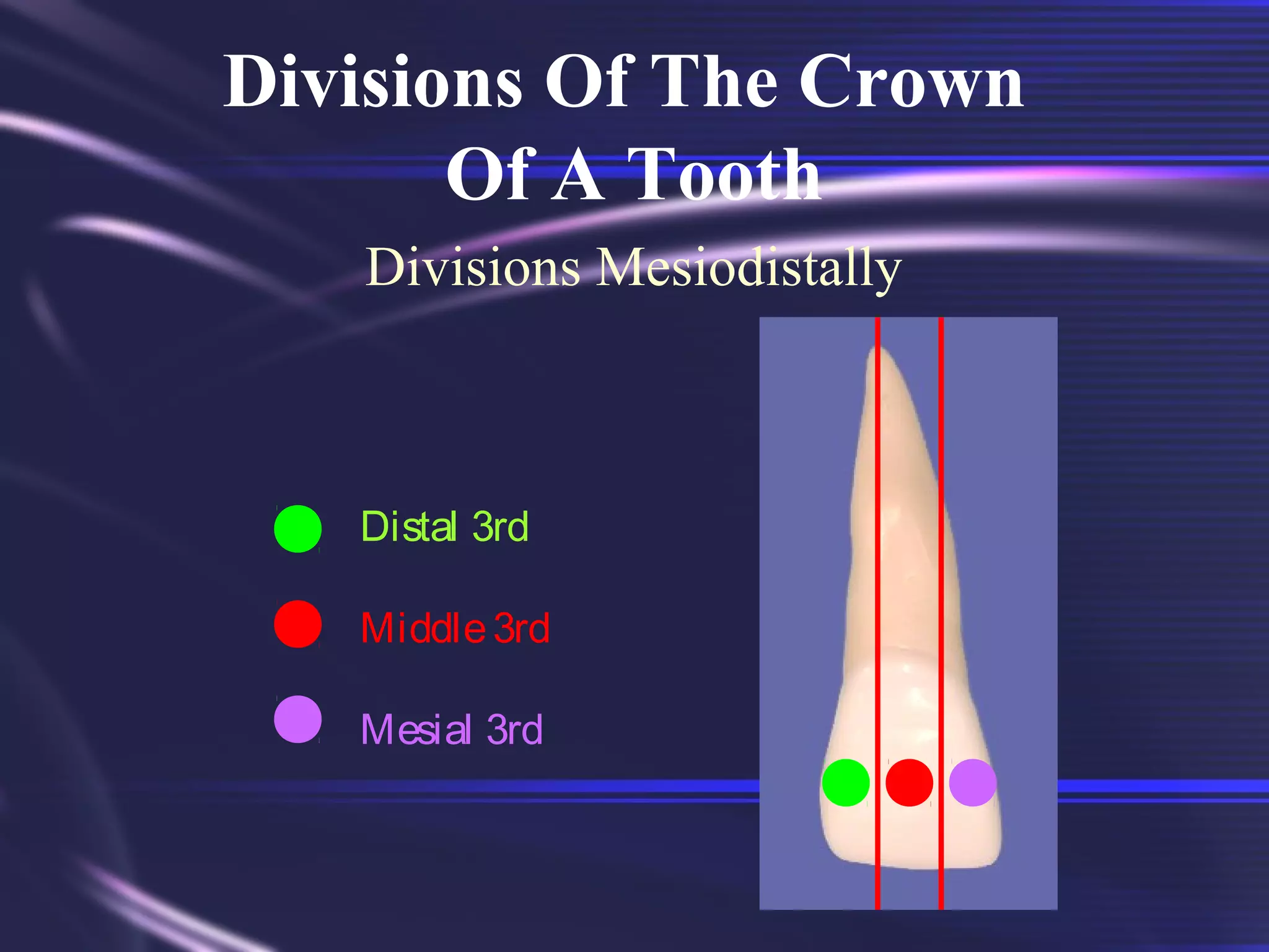 Tooth Morphology Basics | PPT