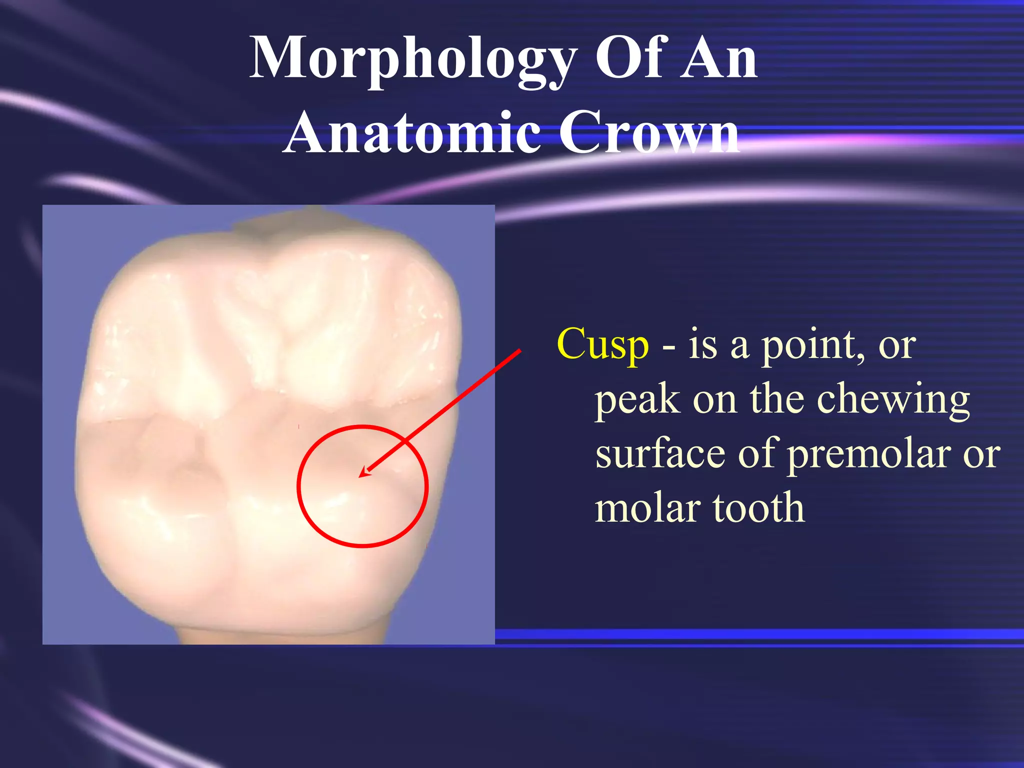 Tooth Morphology Basics | PPT