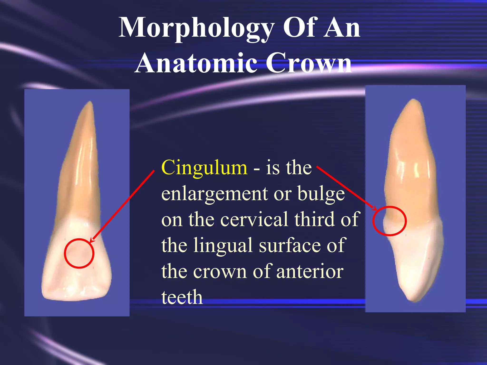 Tooth Morphology Basics | PPT