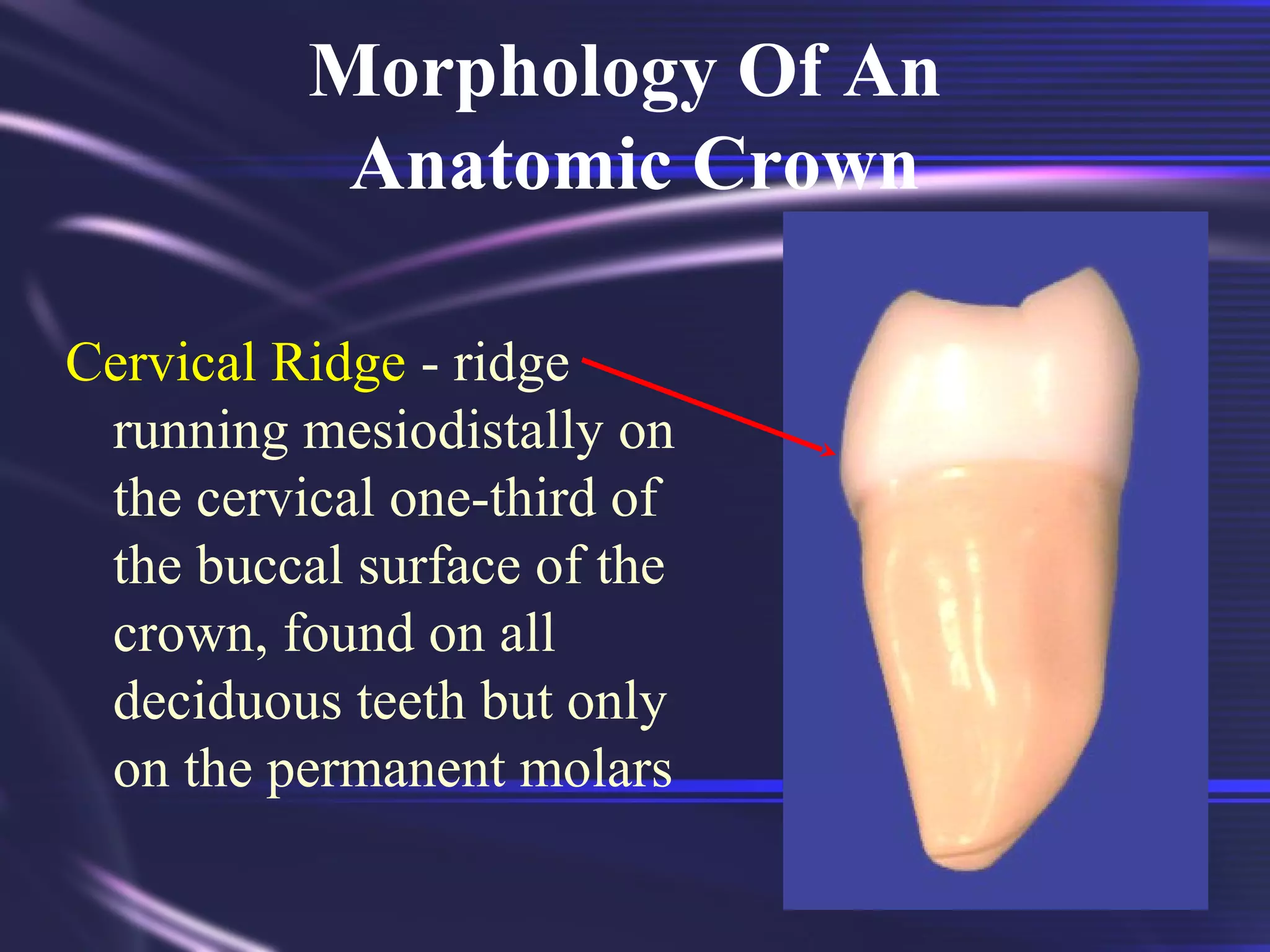 Tooth Morphology Basics | PPT