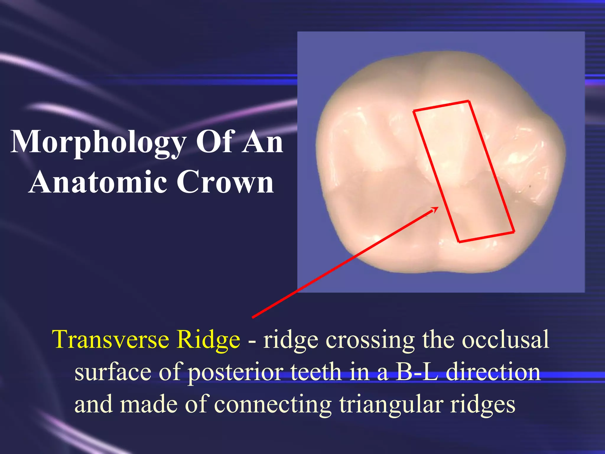 Tooth Morphology Basics | PPT