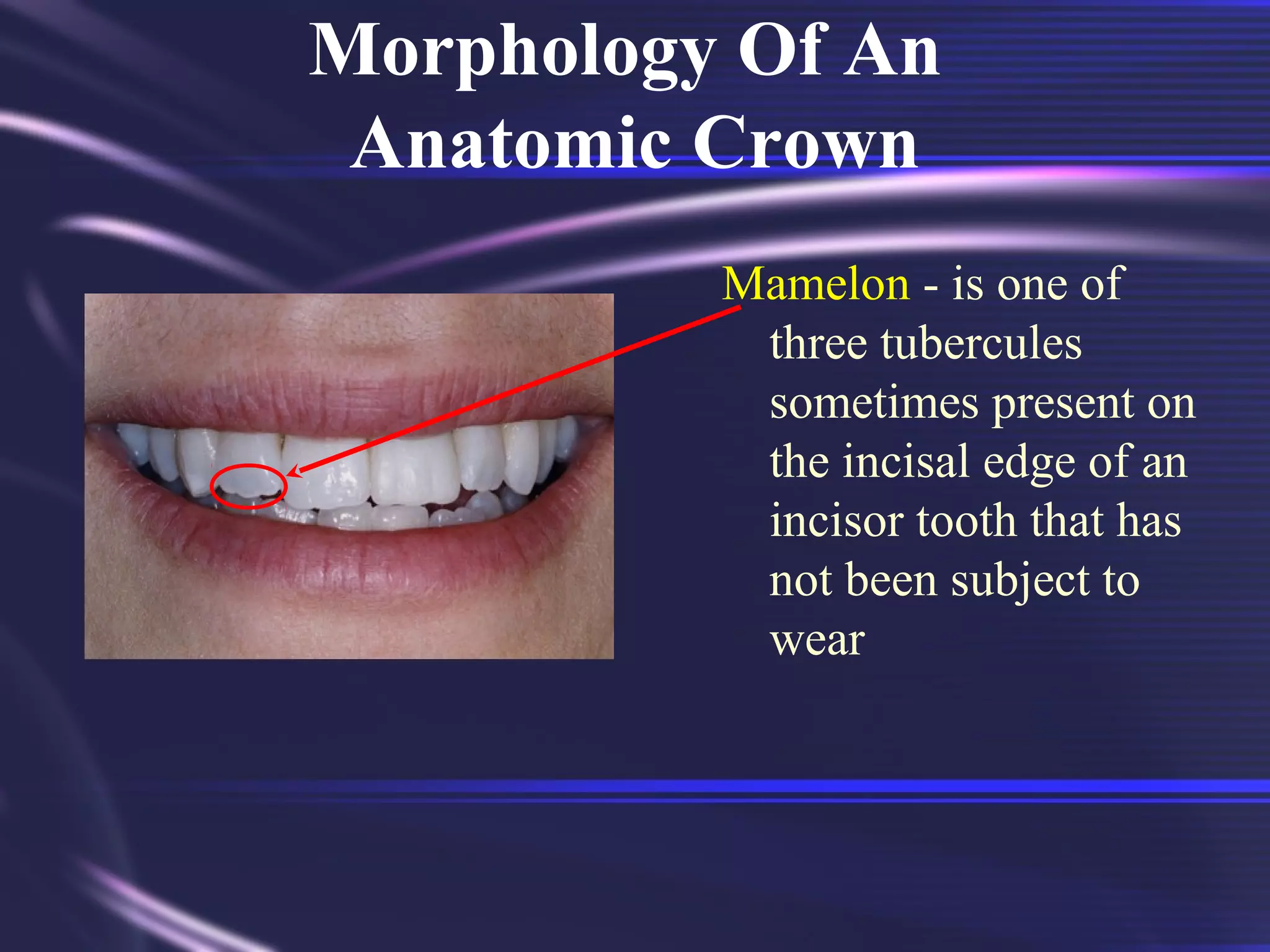 Tooth Morphology Basics | PPT