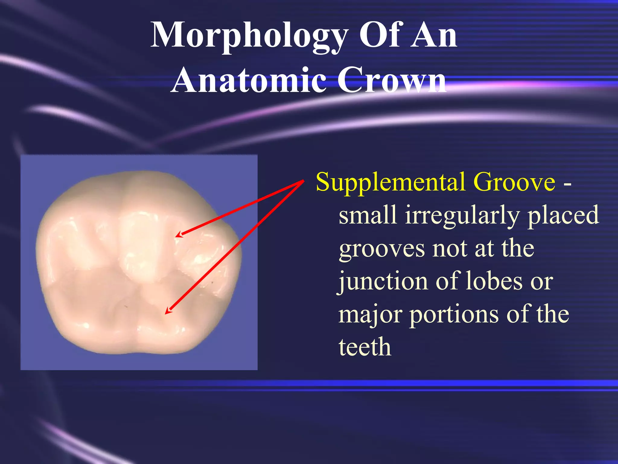 Tooth Morphology Basics | PPT