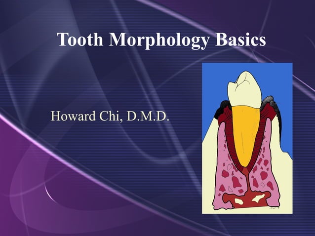 Tooth Morphology Basics | PPT