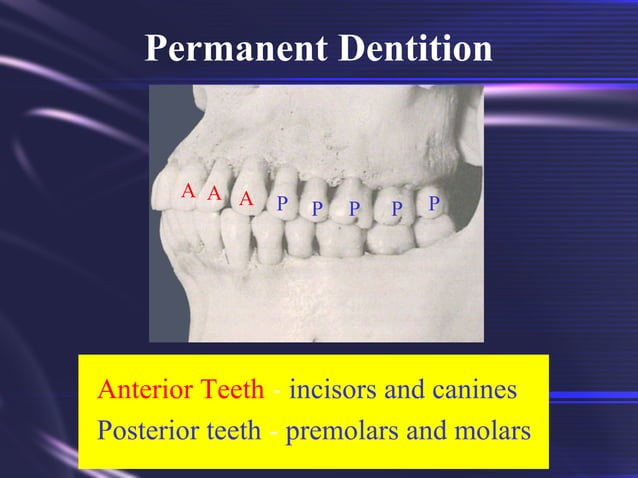 Tooth Morphology Basics | PPT