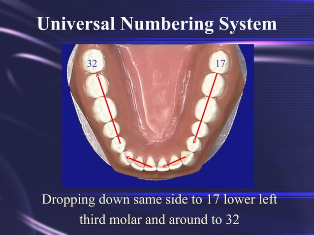 Tooth Morphology Basics | PPT