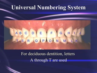 Tooth Morphology Basics | PPT