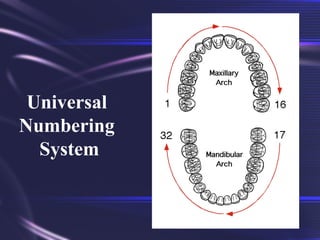 Tooth Morphology Basics | PPT