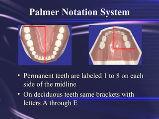 Tooth Morphology Basics | PPT