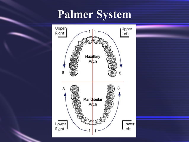 Tooth Morphology Basics | PPT