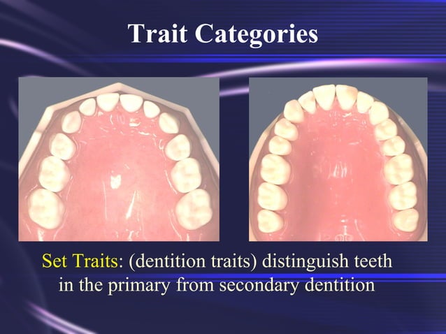 Tooth Morphology Basics | PPT
