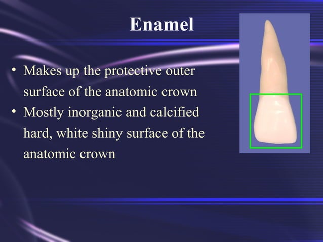 Tooth Morphology Basics | PPT