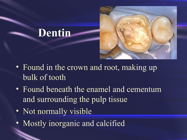 Tooth Morphology Basics | PPT