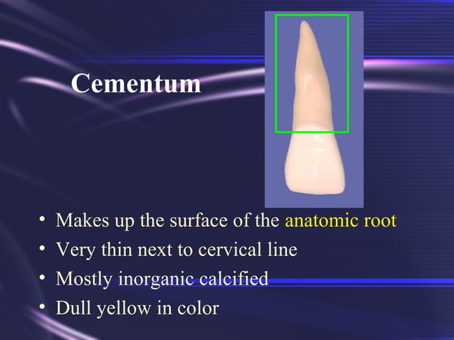 Tooth Morphology Basics | PPT