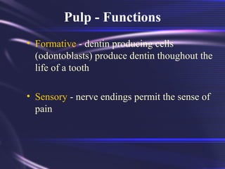 Tooth Morphology Basics | PPT