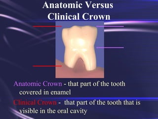Tooth Morphology Basics | PPT