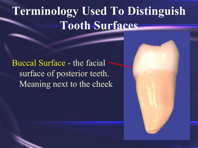 Tooth Morphology Basics | PPT