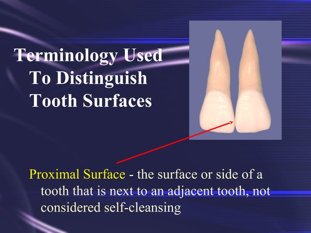 Tooth Morphology Basics | PPT