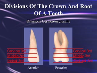 Tooth Morphology Basics | PPT