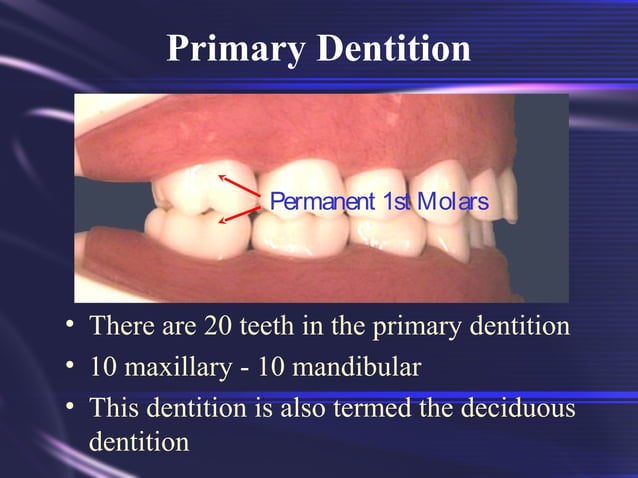 Tooth Morphology Basics | PPT