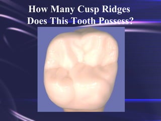 Tooth Morphology Basics | PPT