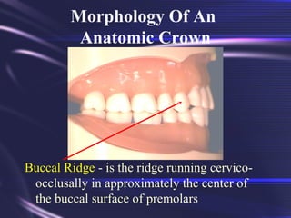 Tooth Morphology Basics | PPT