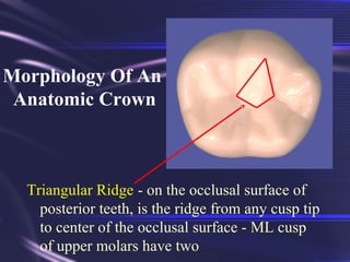 Tooth Morphology Basics | PPT