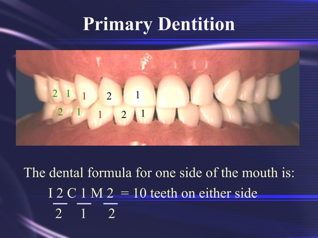 Tooth Morphology Basics | PPT