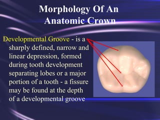 Tooth Morphology Basics | PPT