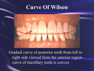 Tooth Morphology Basics | PPT