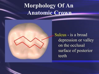 Sulcus Tooth