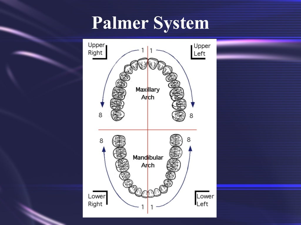 Tooth Morphology Basics