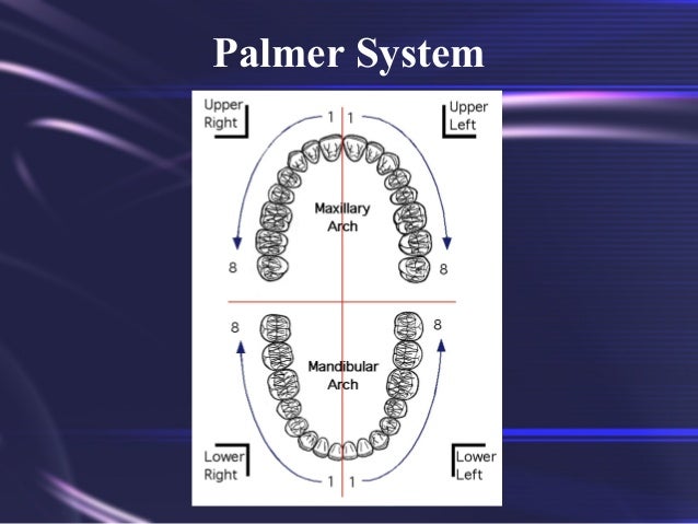 Tooth Morphology Basics