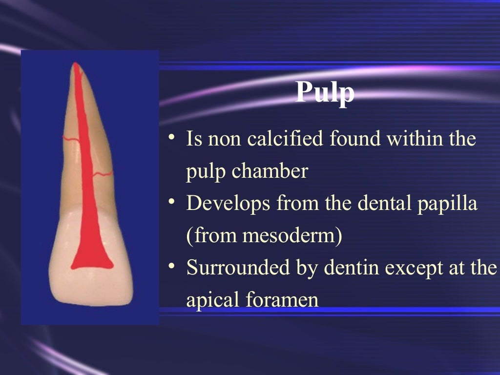 Tooth Morphology Basics