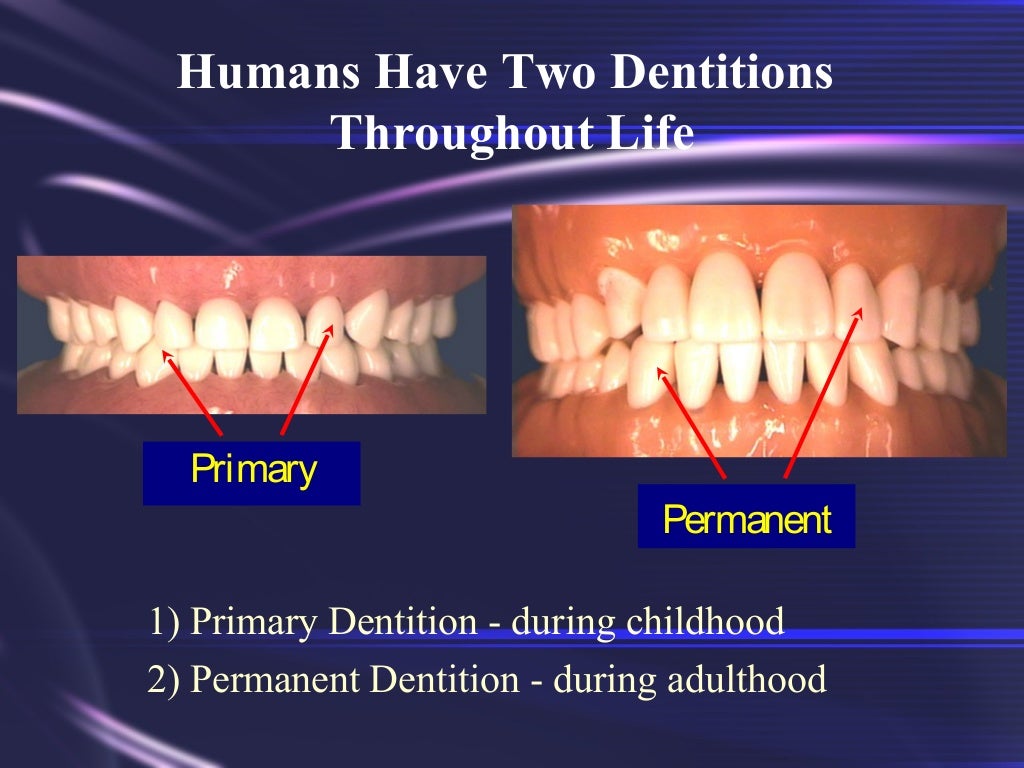 Tooth Morphology Basics