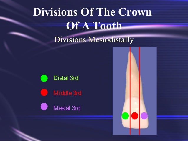 Tooth Morphology Basics