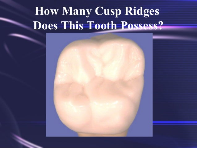 Tooth Morphology Basics