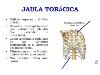 Topografia de Torax | PPT