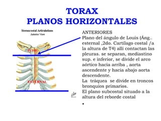 Topografia de Torax | PPT