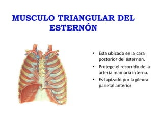 Topografia de Torax | PPT