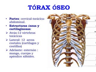 Topografia de Torax | PPT